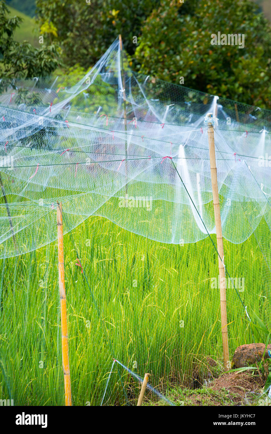Rice field in the tested rice field with net cover at Royal Highland ...