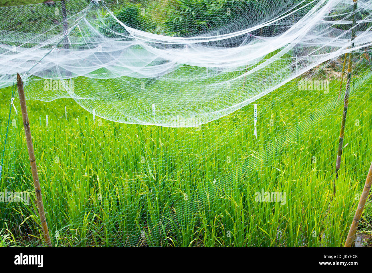 Rice field in the tested rice field with net cover at Royal Highland ...