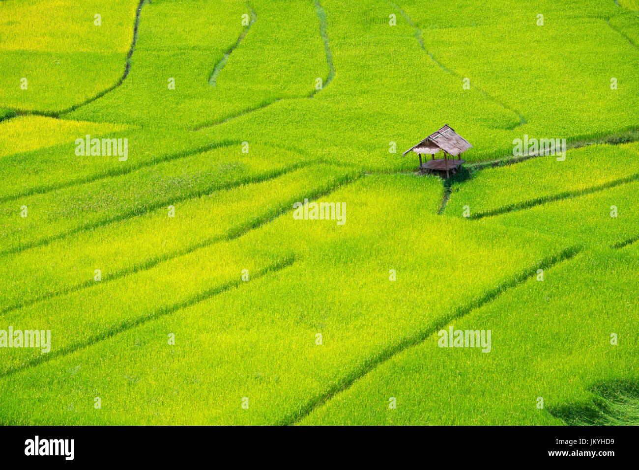 Green Terraced Rice Field in Nan, Thailand. Shoot from high view Stock ...
