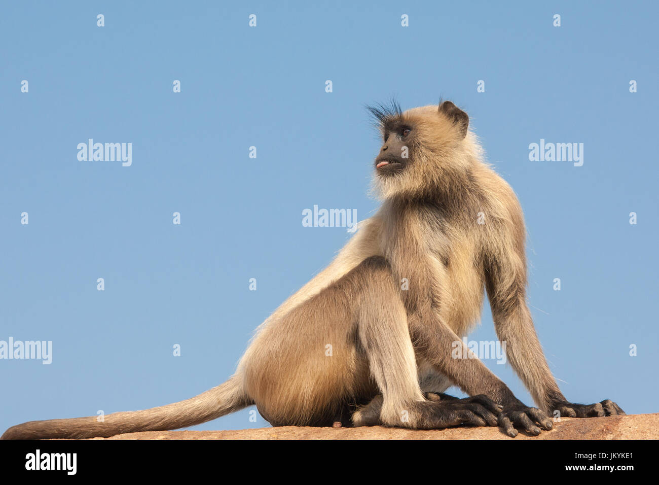 Gray langurs or Hanuman langurs, the most widespread langurs of the ...