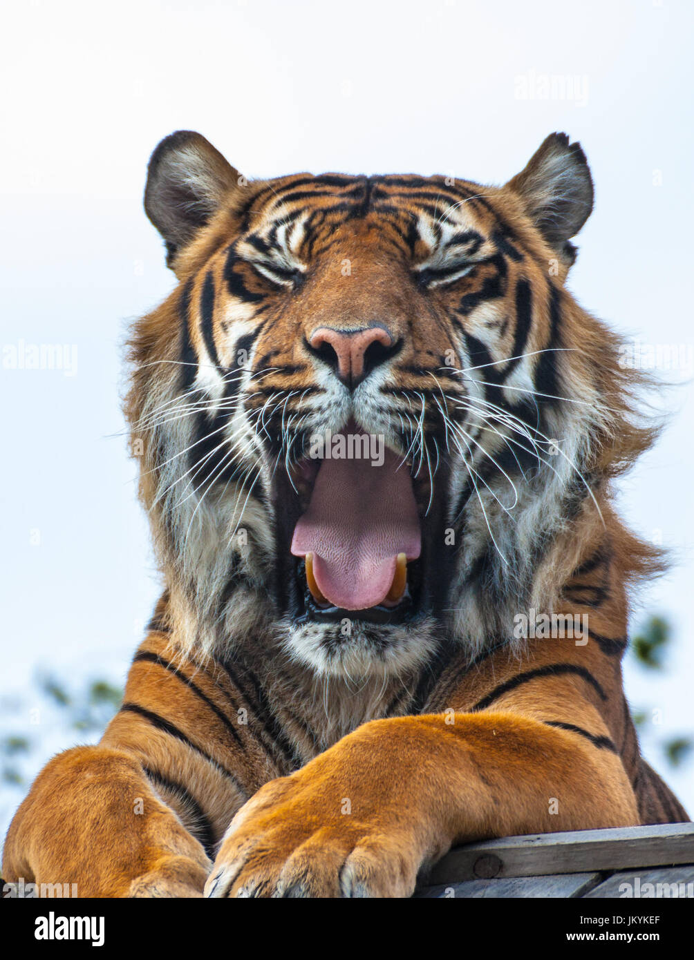 Tiger Roar Front View