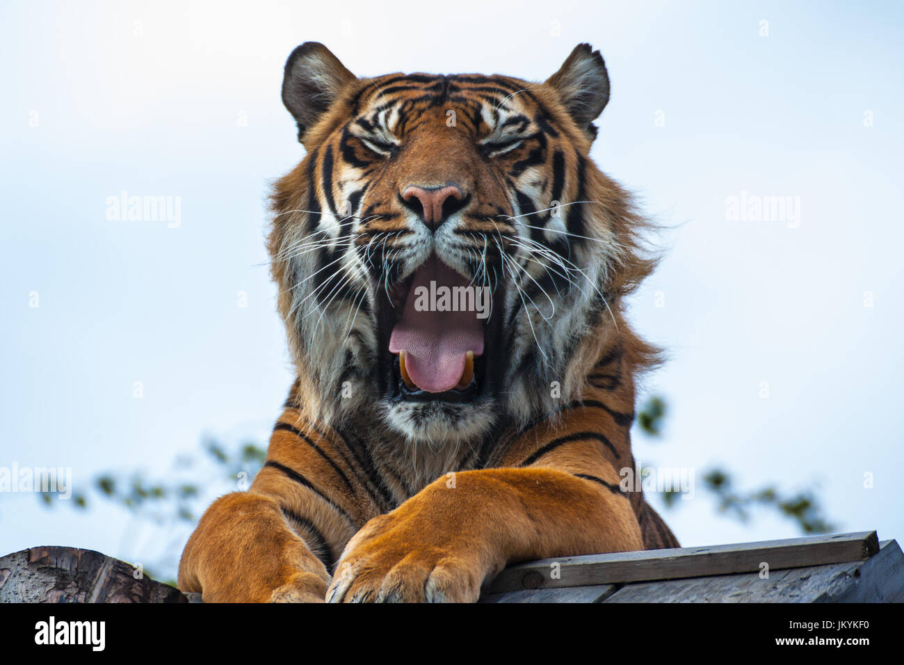 Tiger Roar Front View