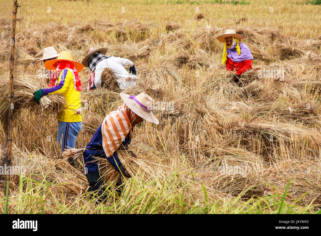 Farm workers harvesting hay in Isaan, North Thailand Stock Photo - Alamy