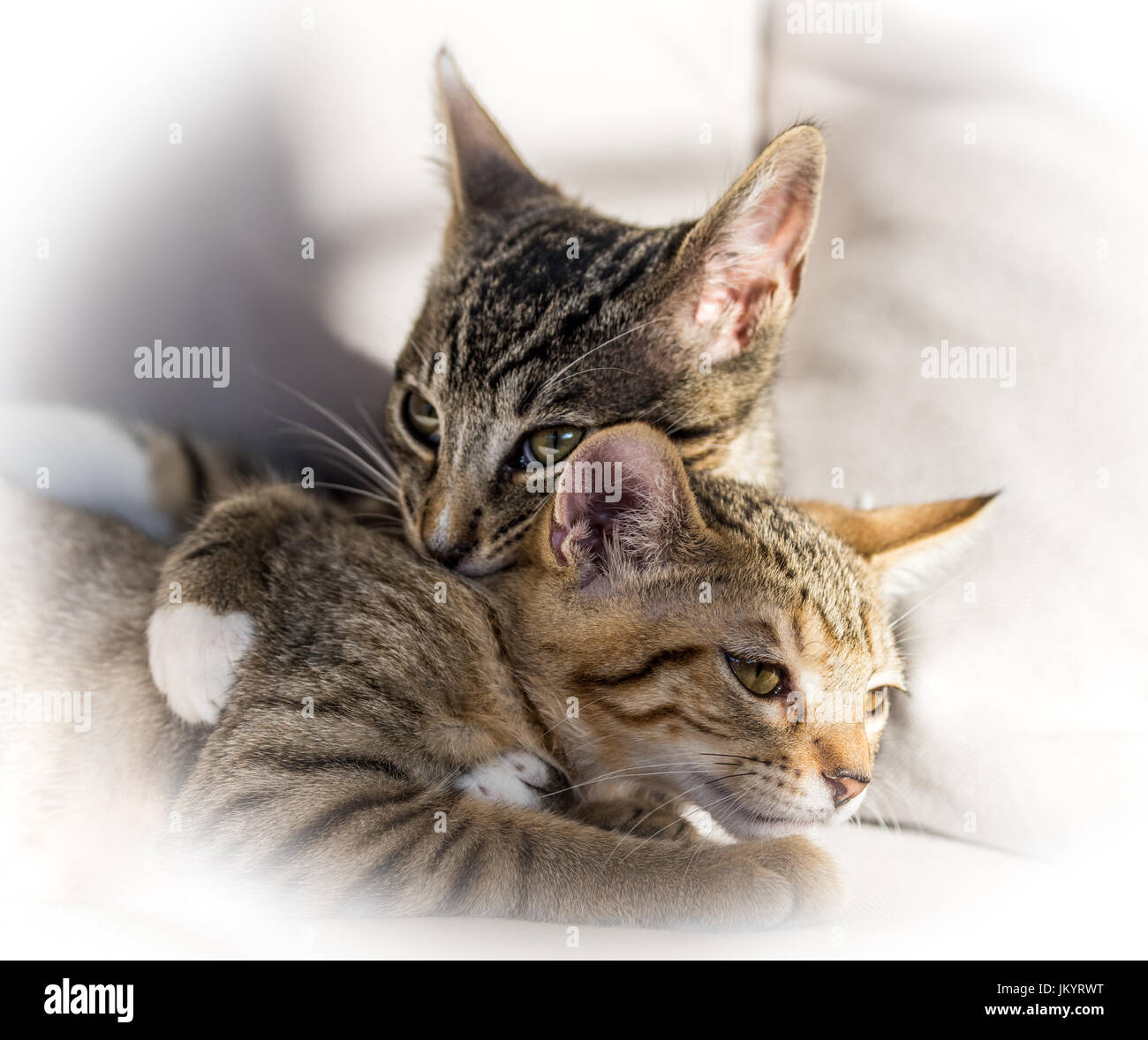 Kittens Hugging and Playing Stock Photo - Alamy
