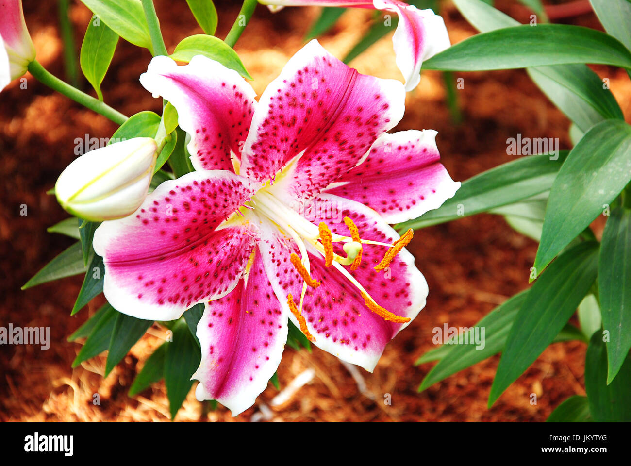 Beautiful pink Lily with leaves in background Stock Photo - Alamy