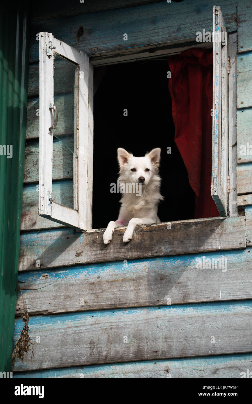Dog standing in window and look out to see view from home Stock Photo ...