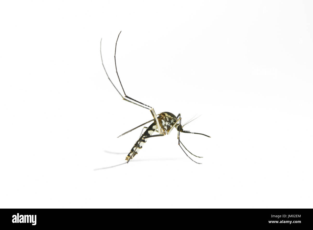 Female mosquito on white background Stock Photo - Alamy