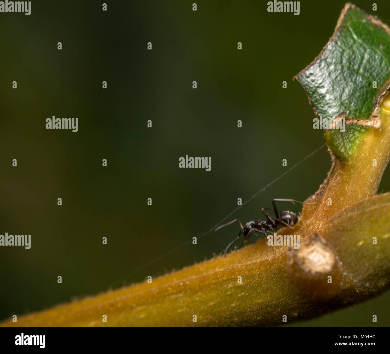 Black ant walking on a plant branch Stock Photo - Alamy