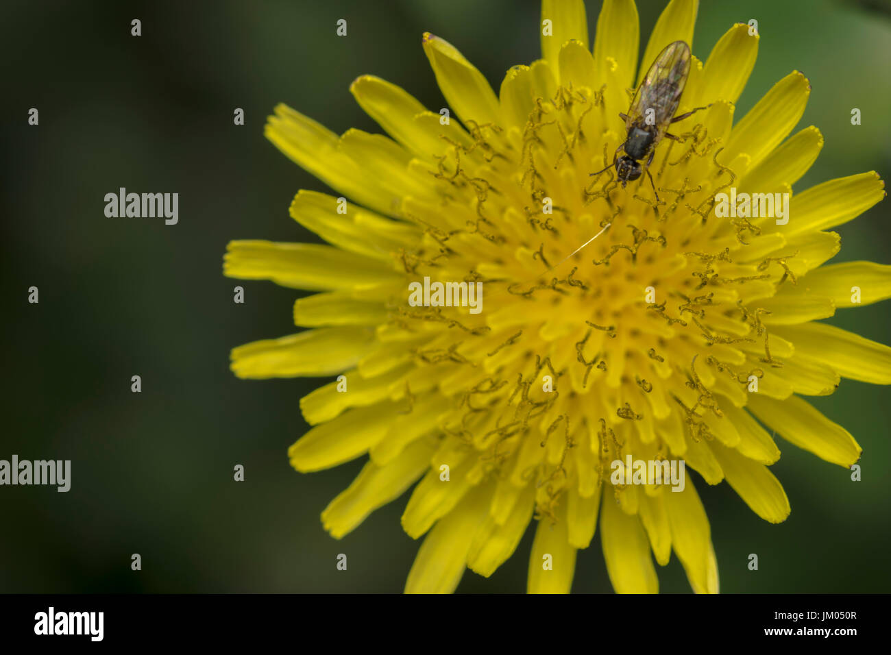 Yellow wing stripe hi-res stock photography and images - Alamy