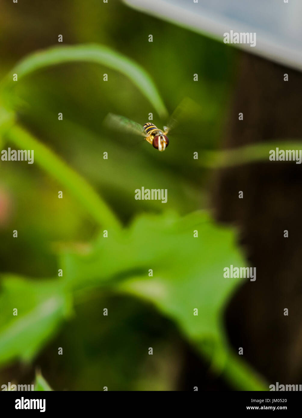 Flowerfly hi-res stock photography and images - Alamy