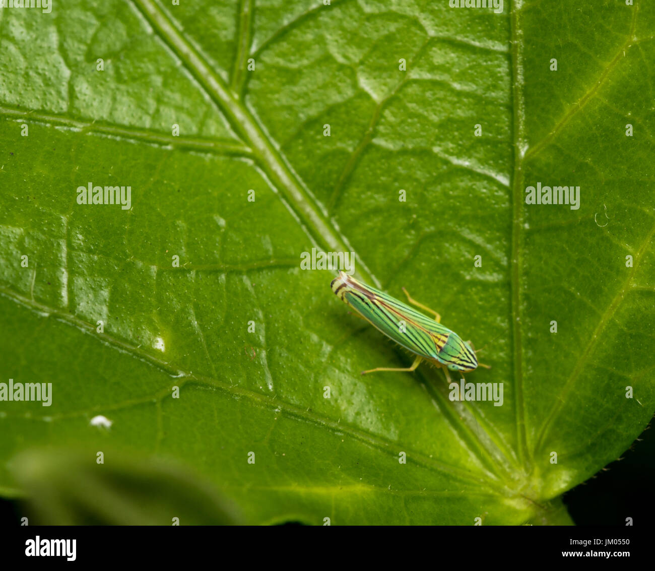 Green leafhopper hi-res stock photography and images - Alamy