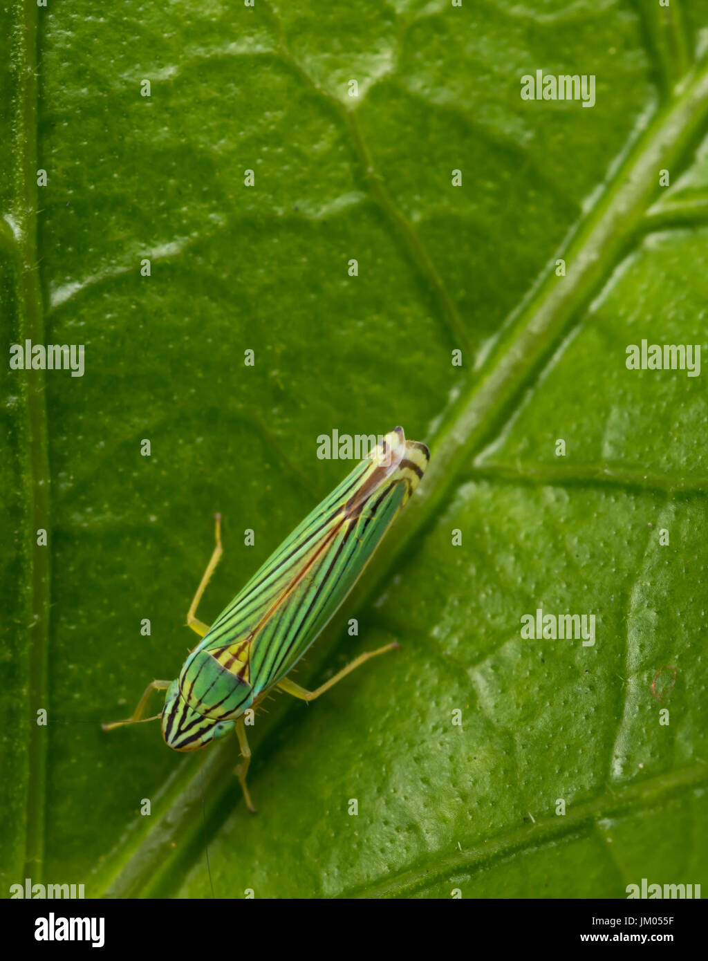 Green Leaf Hopper High Resolution Stock Photography and Images - Alamy