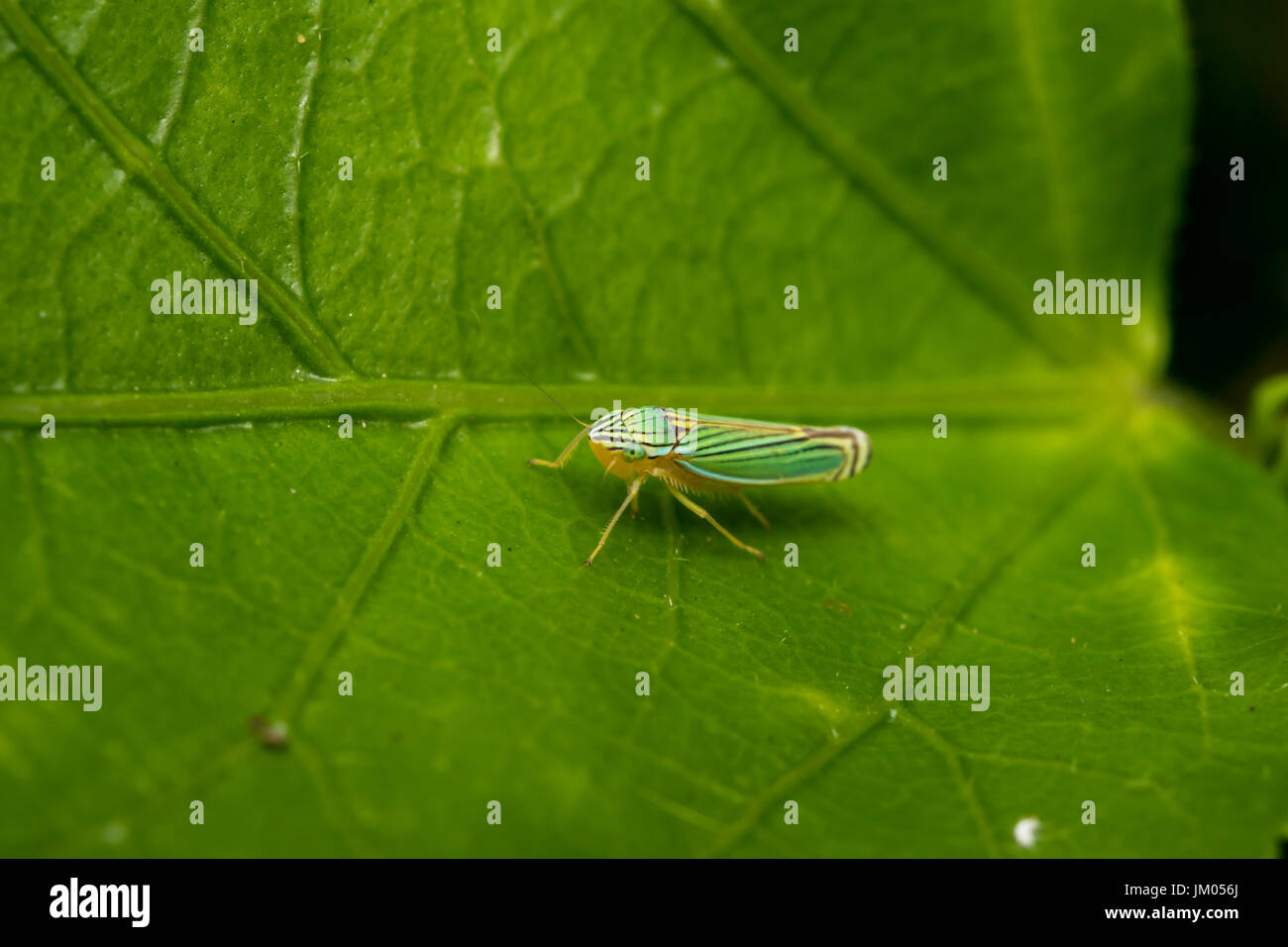 Green leafhopper insect on a tree leaf Stock Photo - Alamy