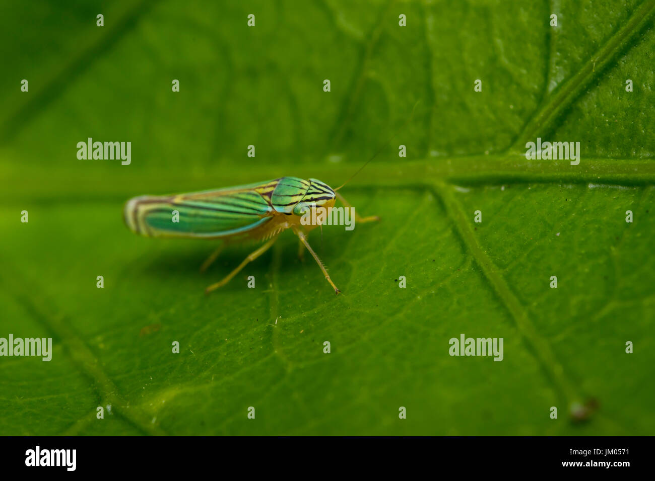 Green leafhopper insect on a tree leaf Stock Photo - Alamy