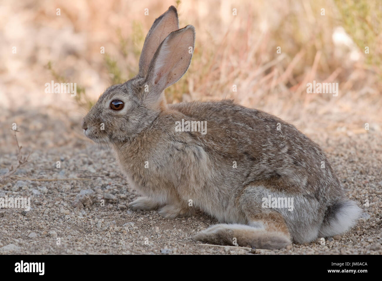 Desert cottontail rabbit hi-res stock photography and images - Alamy