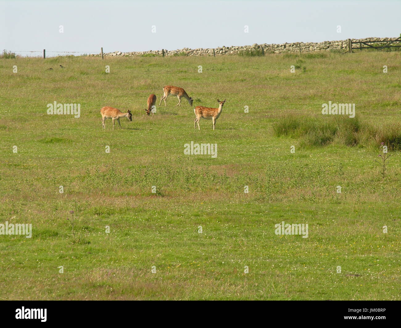 Lundy Island famous for wildlife and stunning scenery in the Bristol ...