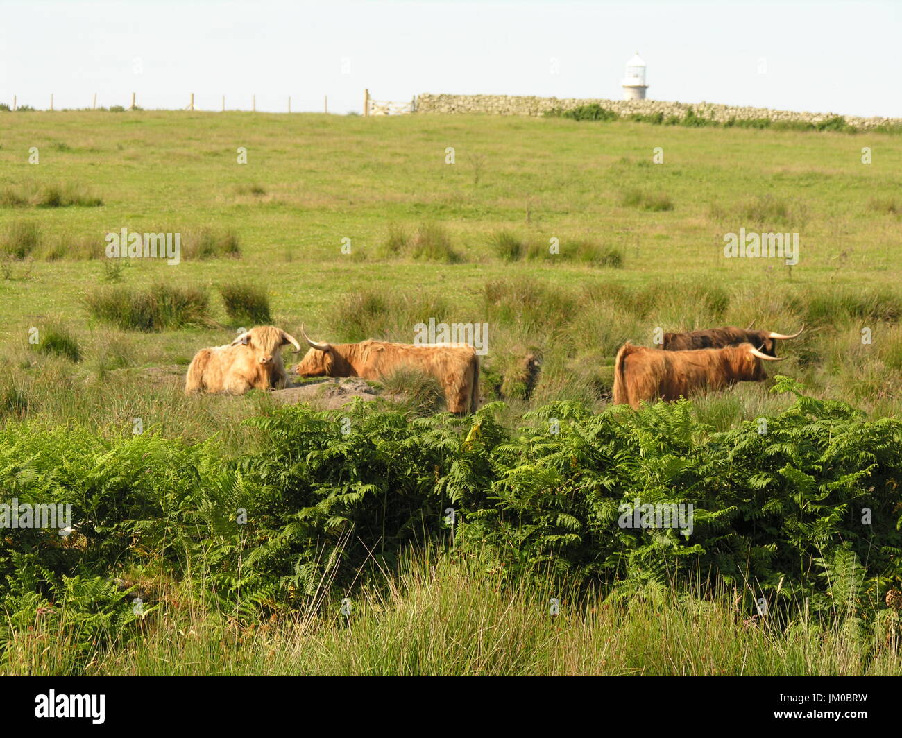 Lundy island puffin devon hi-res stock photography and images - Alamy