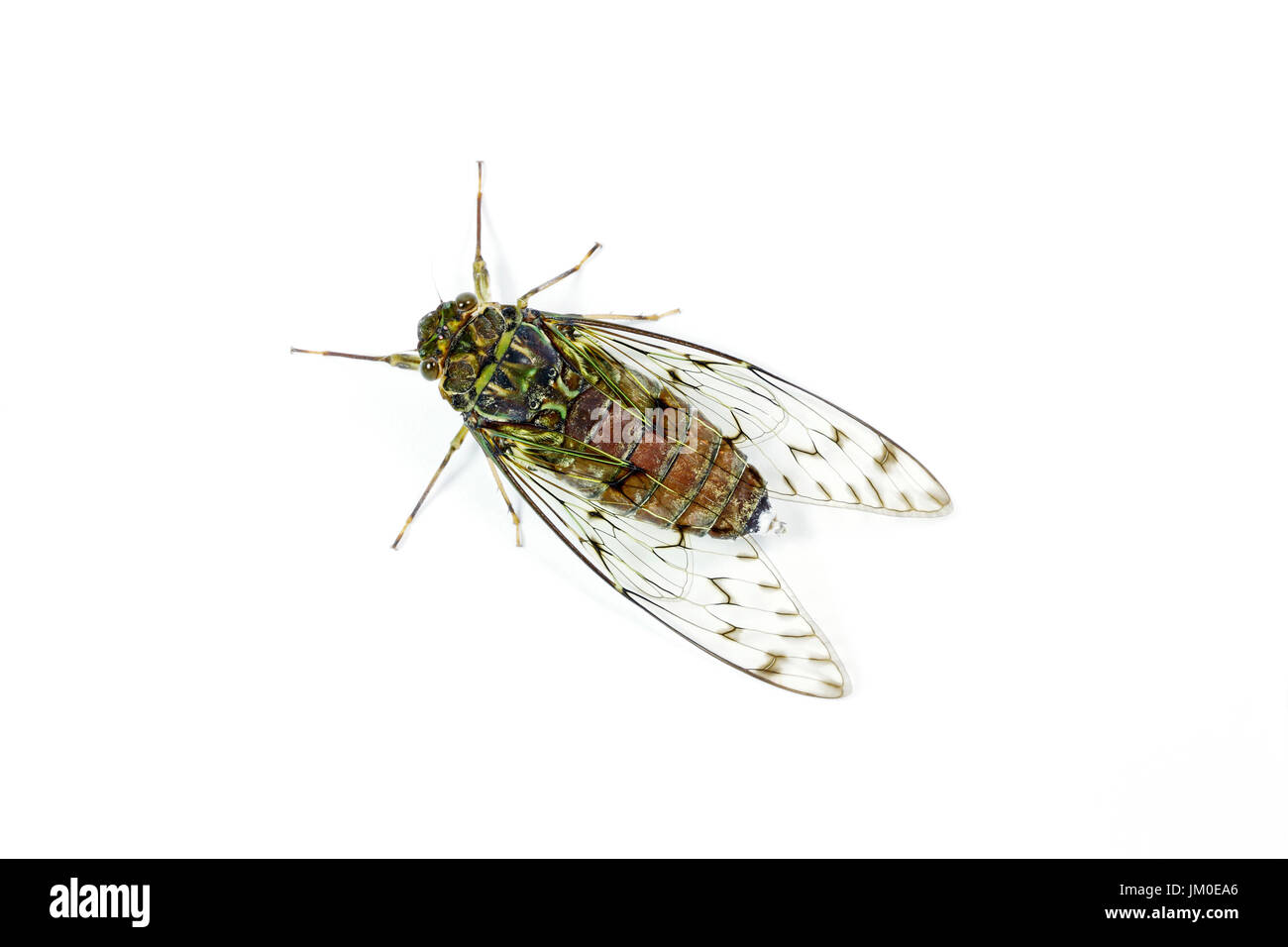 Insect cicada hi-res stock photography and images - Alamy