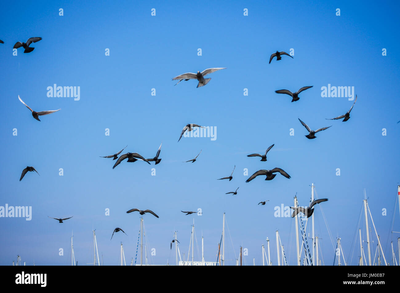 Birds flying in the sky over the Barcelona old port Stock Photo - Alamy