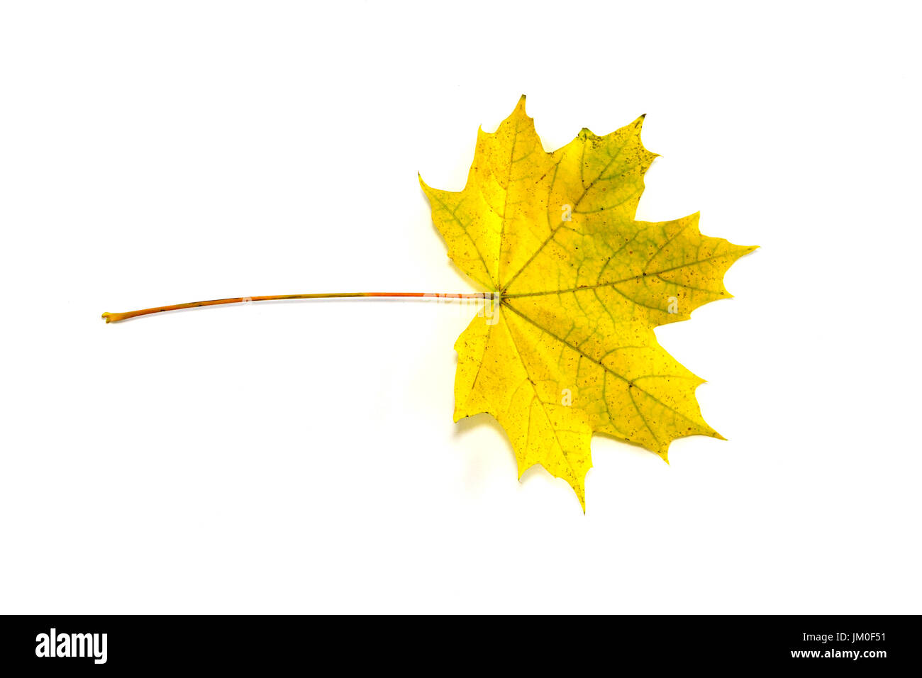 A single leaf (maple) against white background Stock Photo - Alamy