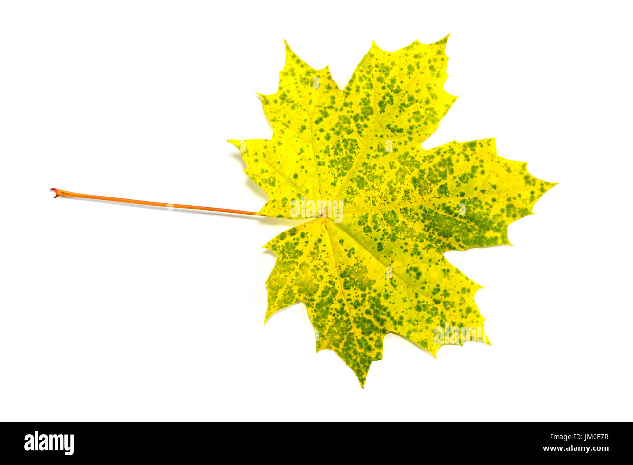 A single leaf (maple) against white background Stock Photo - Alamy