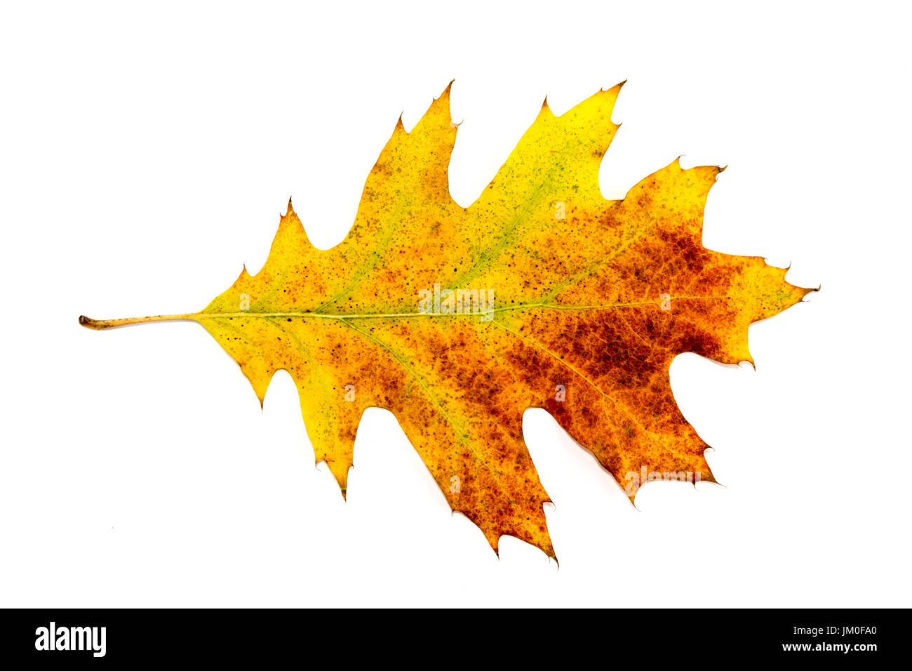 A single leaf (Red Oak) against white background Stock Photo - Alamy