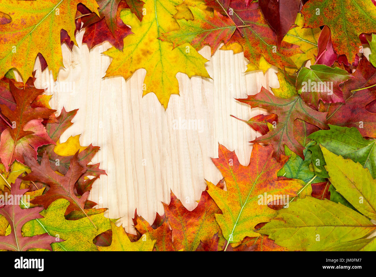 Colorful autumnal leaves lie in heart shape on wooden boards Stock ...