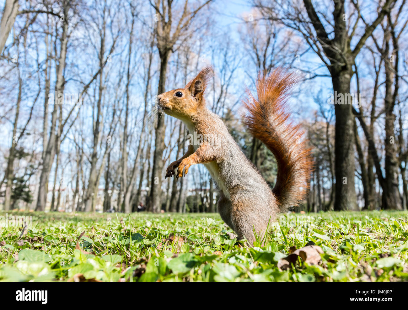 fluffy red squirrel standing in green grass on spring park background ...