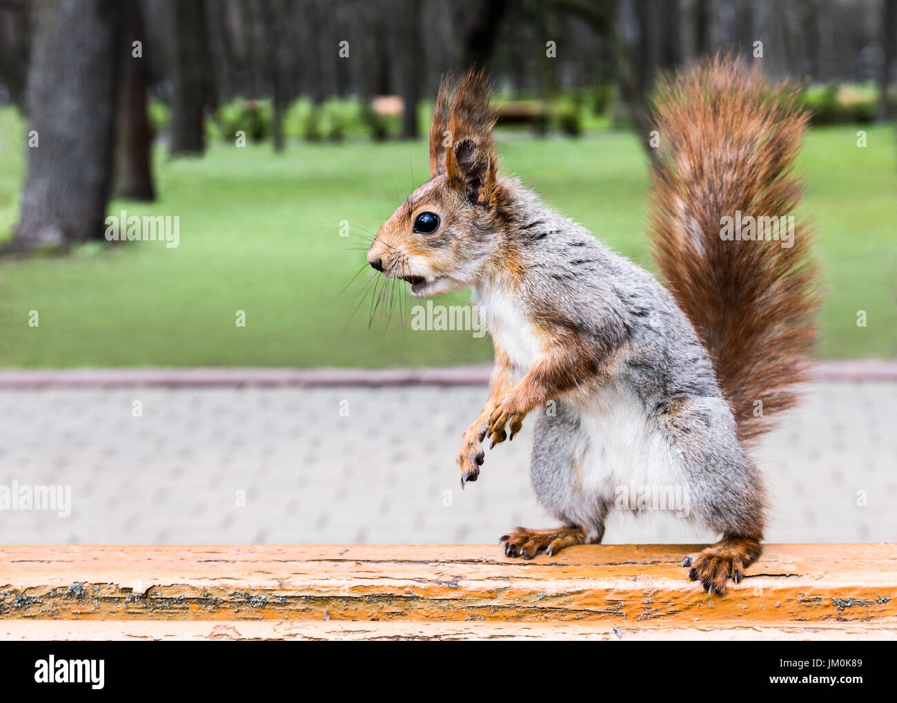 red squirrel standing on park bench in search of food. closeup view ...