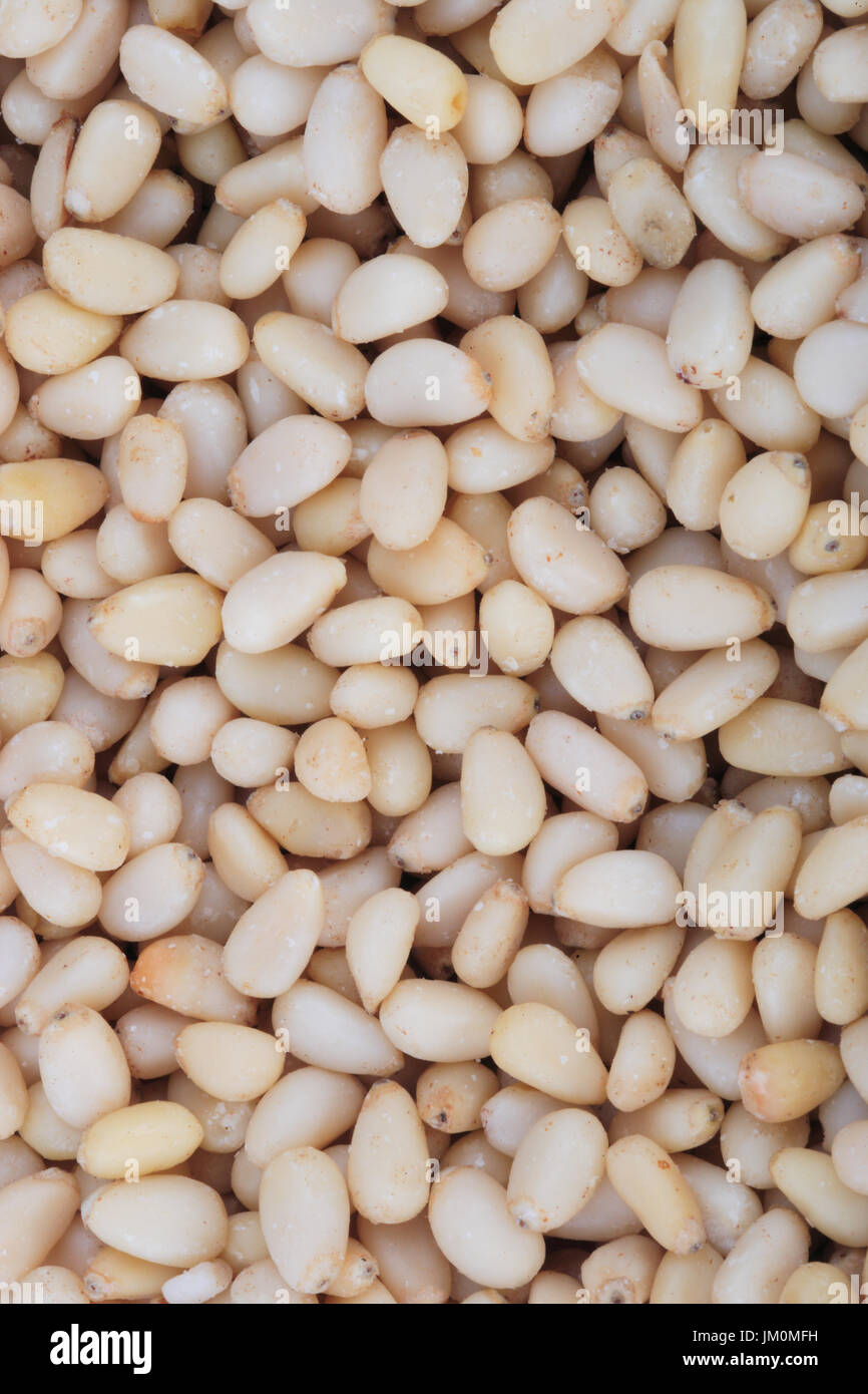 many cedar nut at day Stock Photo - Alamy