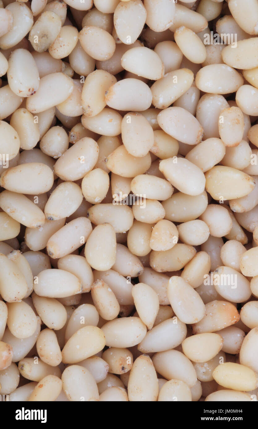 many cedar nut at day Stock Photo - Alamy