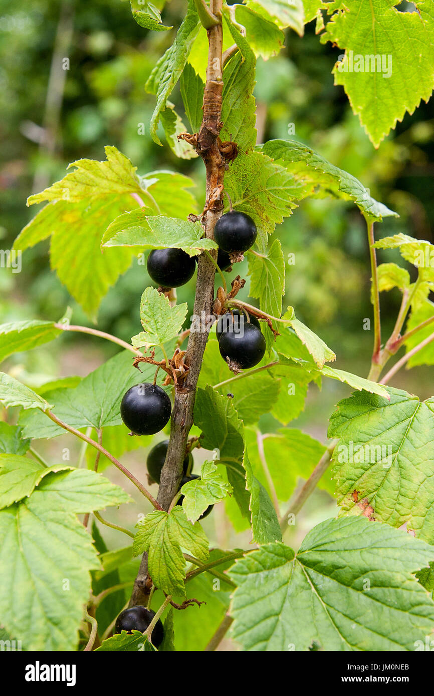 Black currants on the bush branch in the garden, harvest of ...