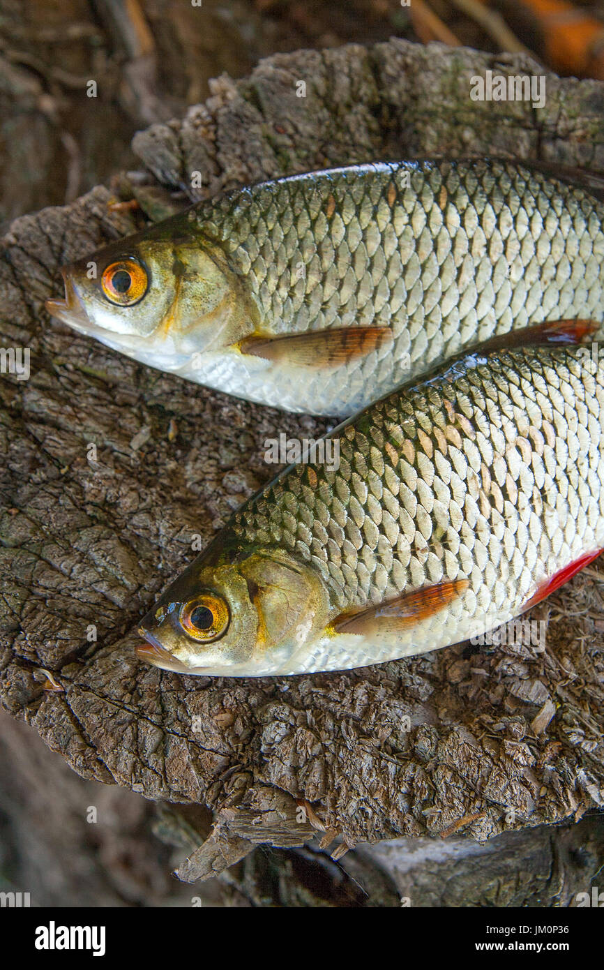 Close up view of two freshwater common rudd fish known as scardinius ...