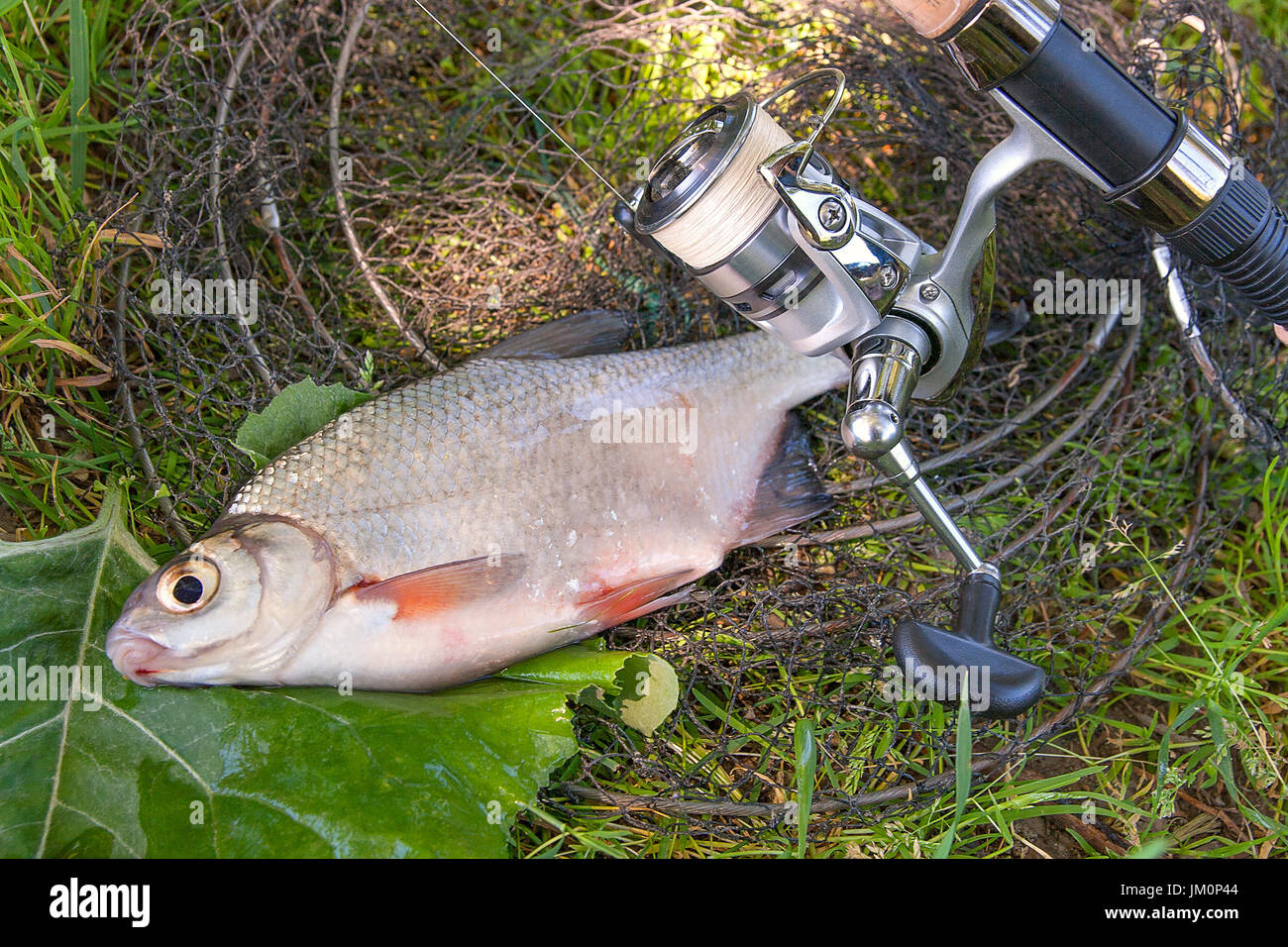 Close up view of freshwater silver bream or white brem fish on black ...
