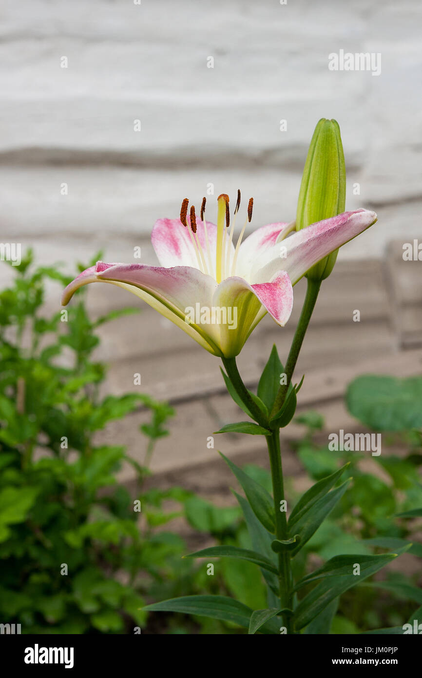 Close up view of the pink lily blossoms on natural background. Close up ...