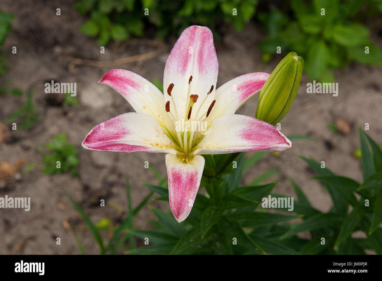 Close up view of the pink lily blossoms on natural background. Close up ...