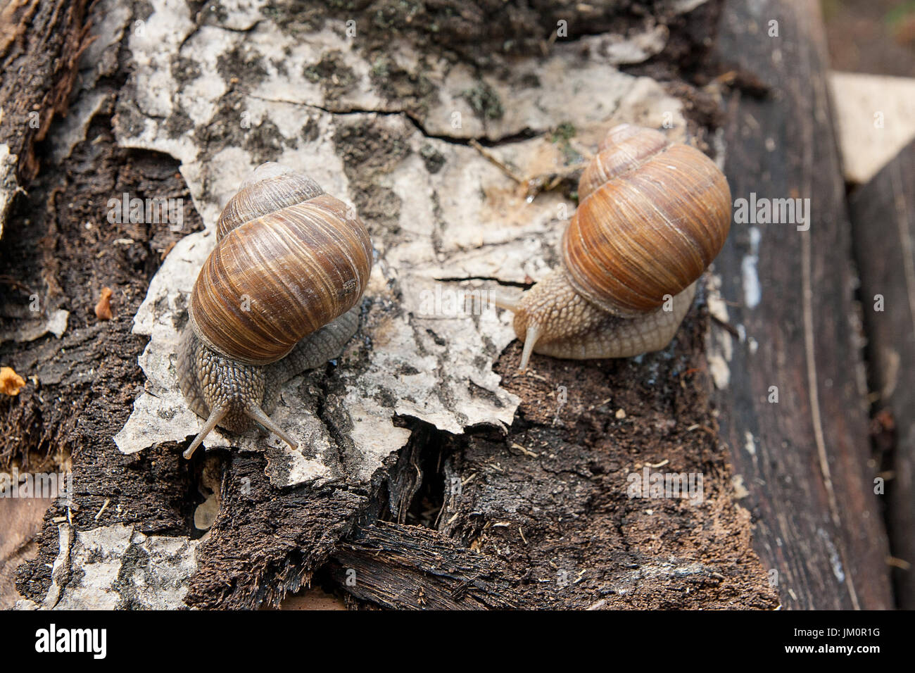 Roman Snail - Helix pomatia. Helix pomatia, common names the Roman ...