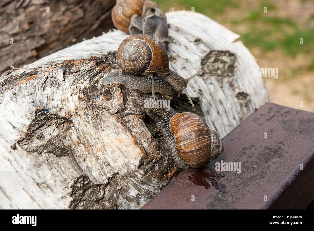 Roman Snail - Helix pomatia. Helix pomatia, common names the Roman ...