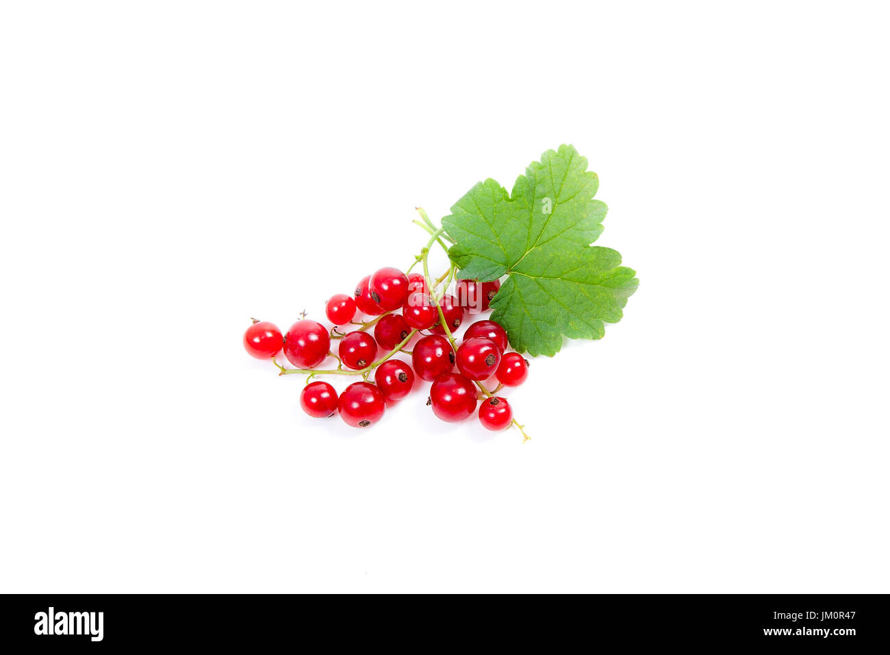 Close up view of red currant berry isolated on white background. A ...