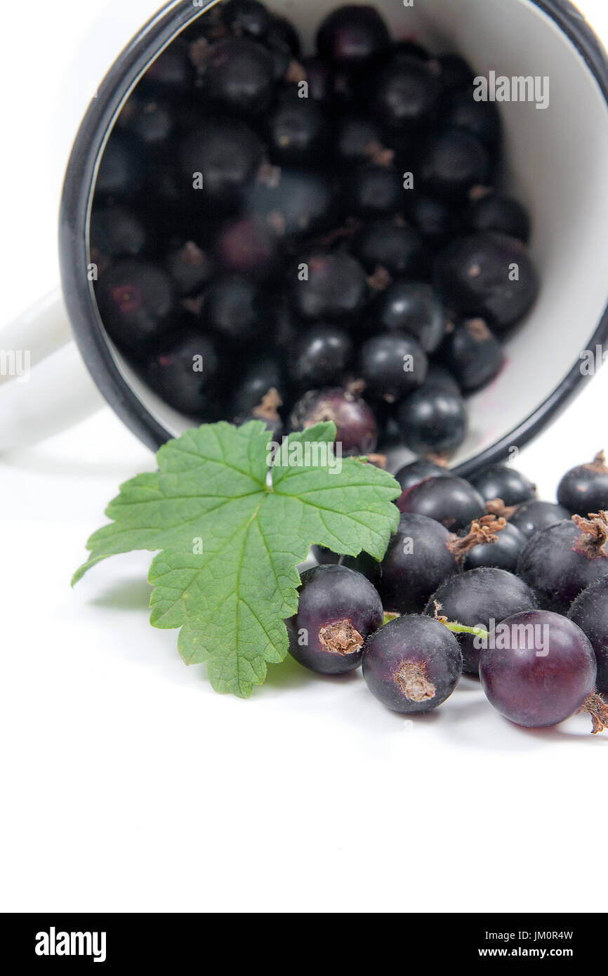 Close up view of white cup with black currant berry isolated on white ...