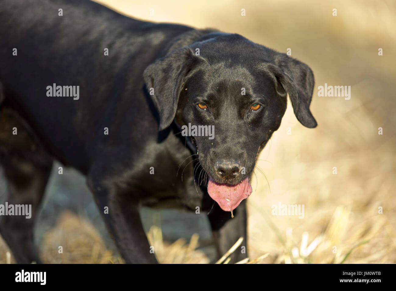 Beautiful black retriever / labrador Stock Photo - Alamy