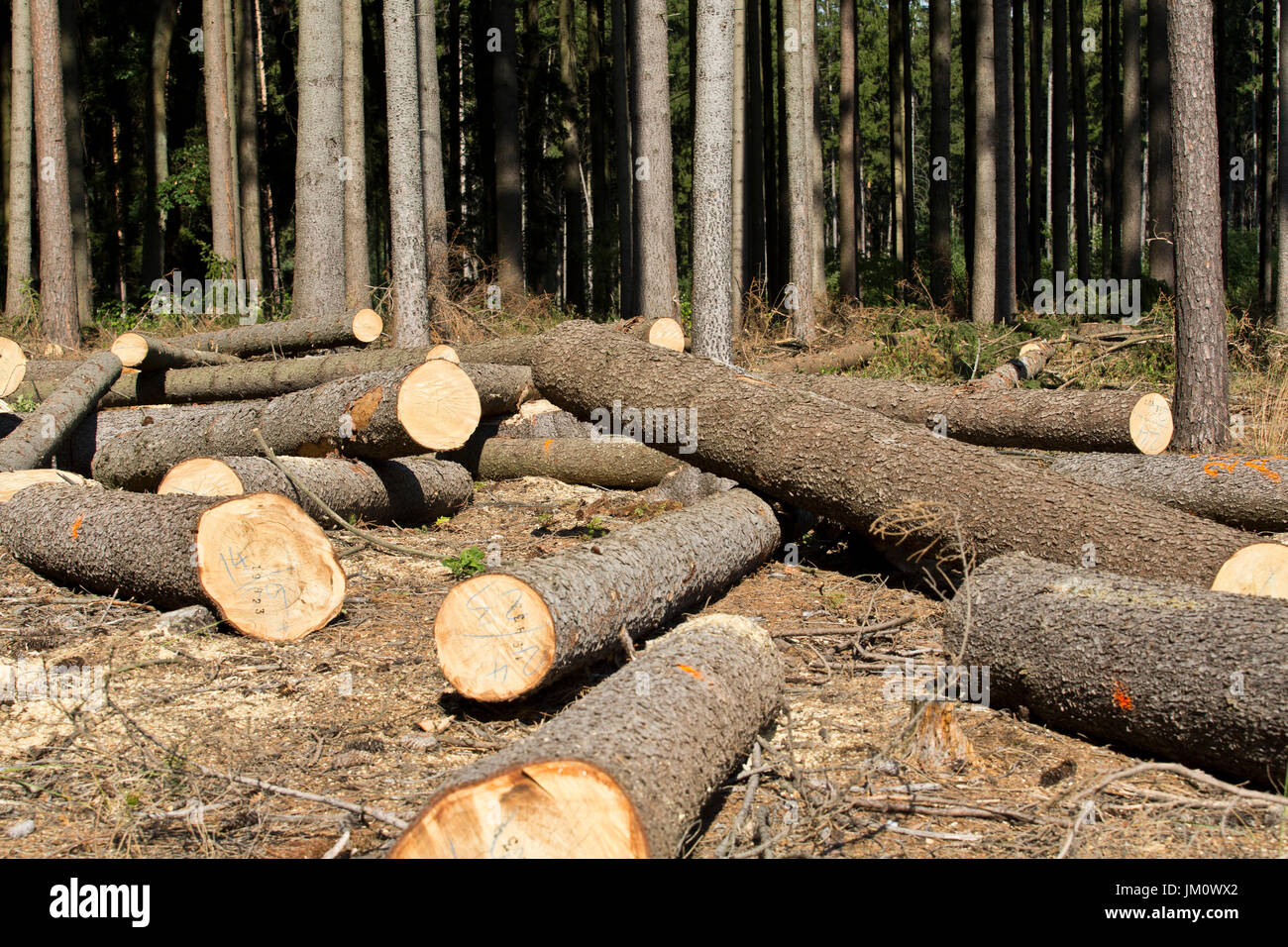 Wood logging in the forest - trees Stock Photo - Alamy