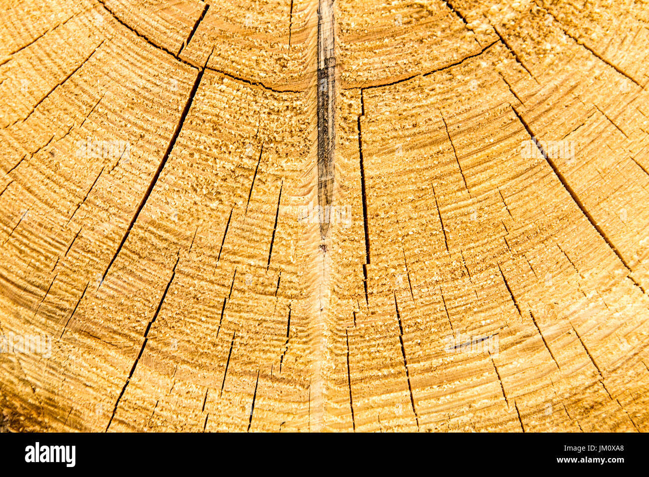 Beautiful wooden texture from the tree Stock Photo - Alamy