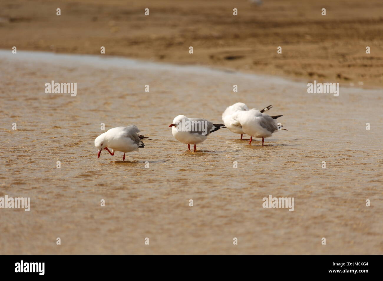 Puddle of birds hi-res stock photography and images - Alamy