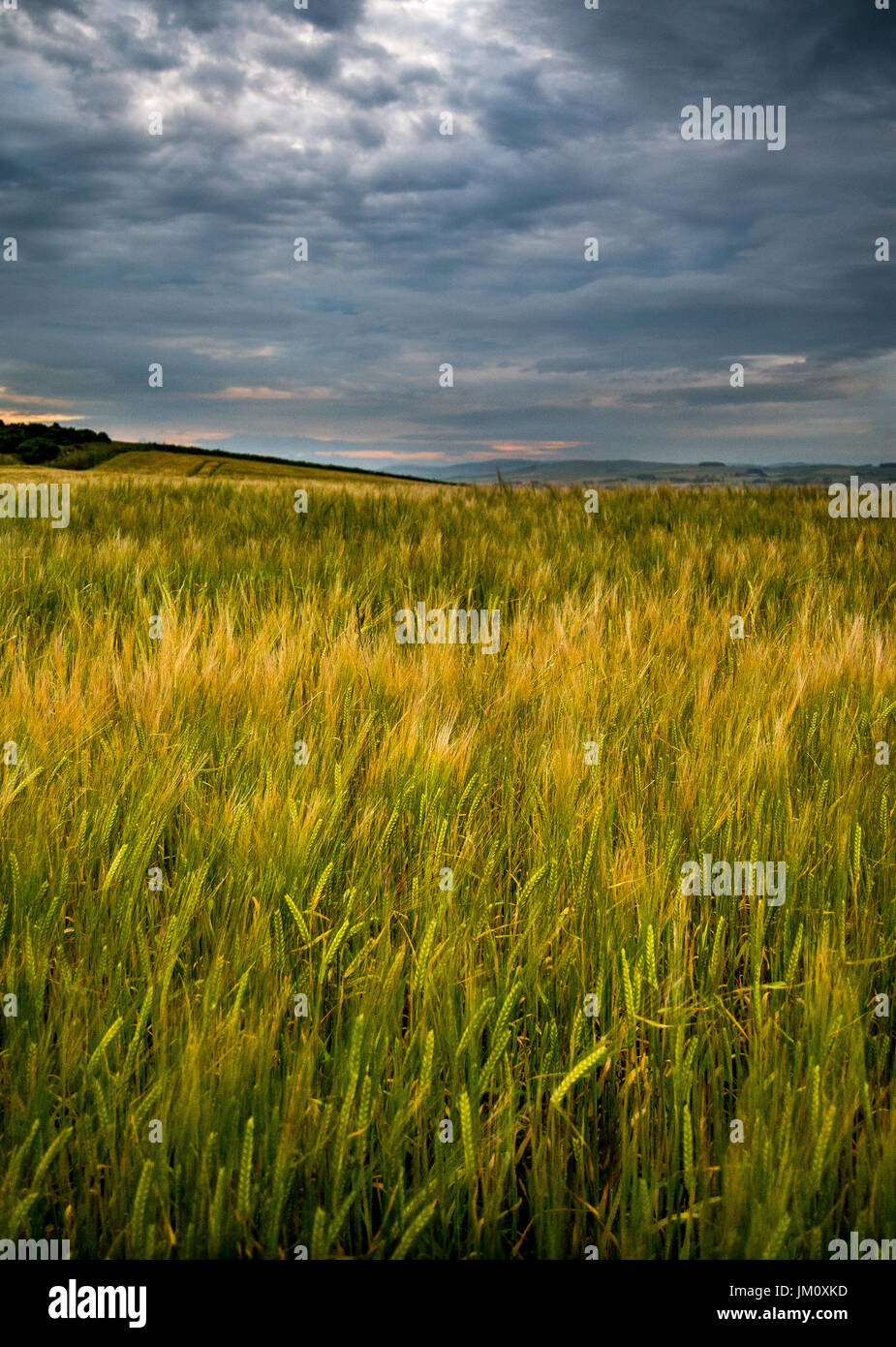 Wheat field landscape during storm hi-res stock photography and images ...