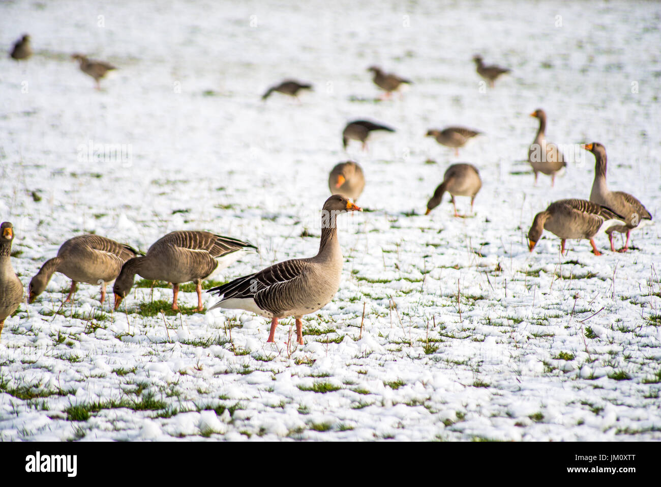 Geese feeding in a snow covered field Stock Photo - Alamy