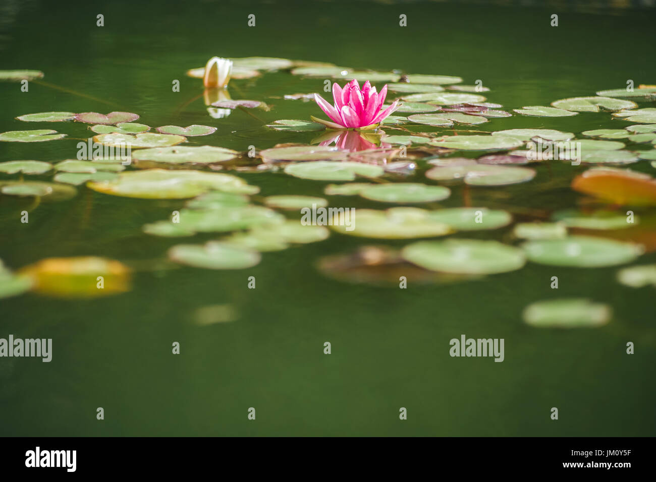 Lotus flower in the garden of the Alcazar in Seville Stock Photo - Alamy