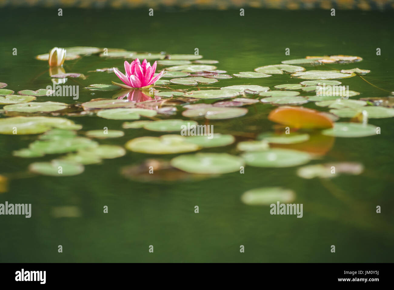 Lotus flower in the garden of the Alcazar in Seville Stock Photo - Alamy
