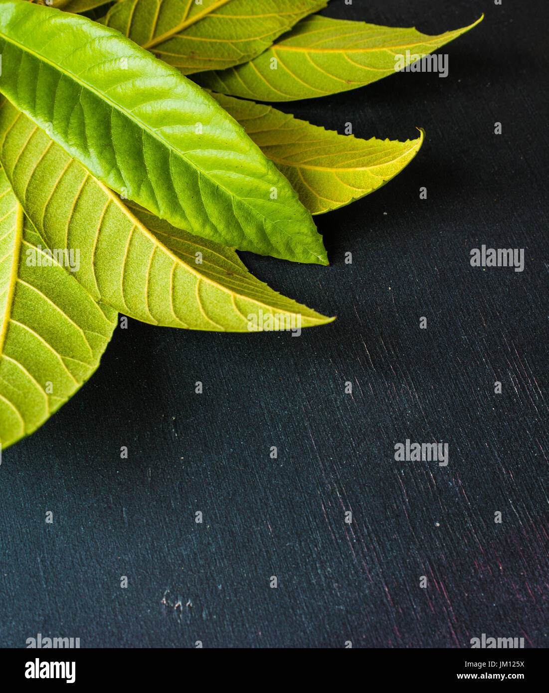 Bright green evergreen tree leaves on dark woode background as a green ...