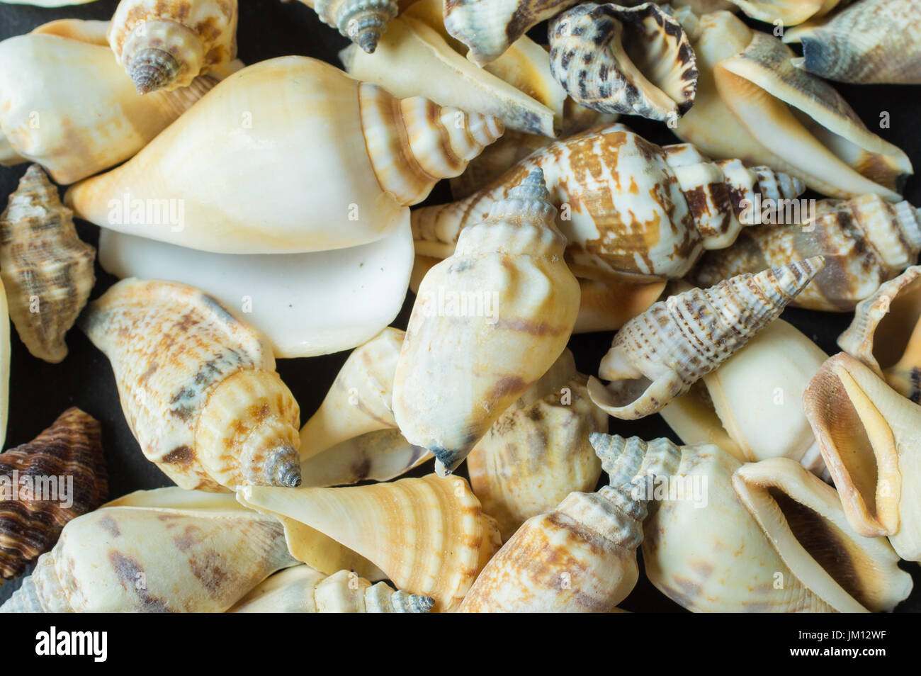 Natural background with different sea shells Stock Photo - Alamy
